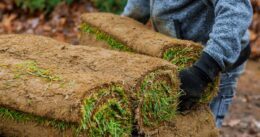 How Big is a Roll of Sod